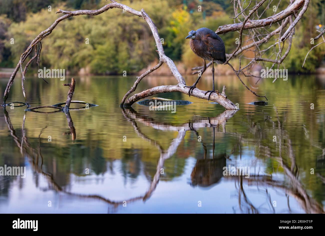 Heron hunting for fish to eat in Stanley Park, Downtown Vancouver ...