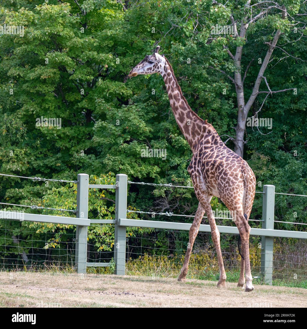 African Giraffe at the Toronto Zoo, ON, Canada Stock Photo - Alamy