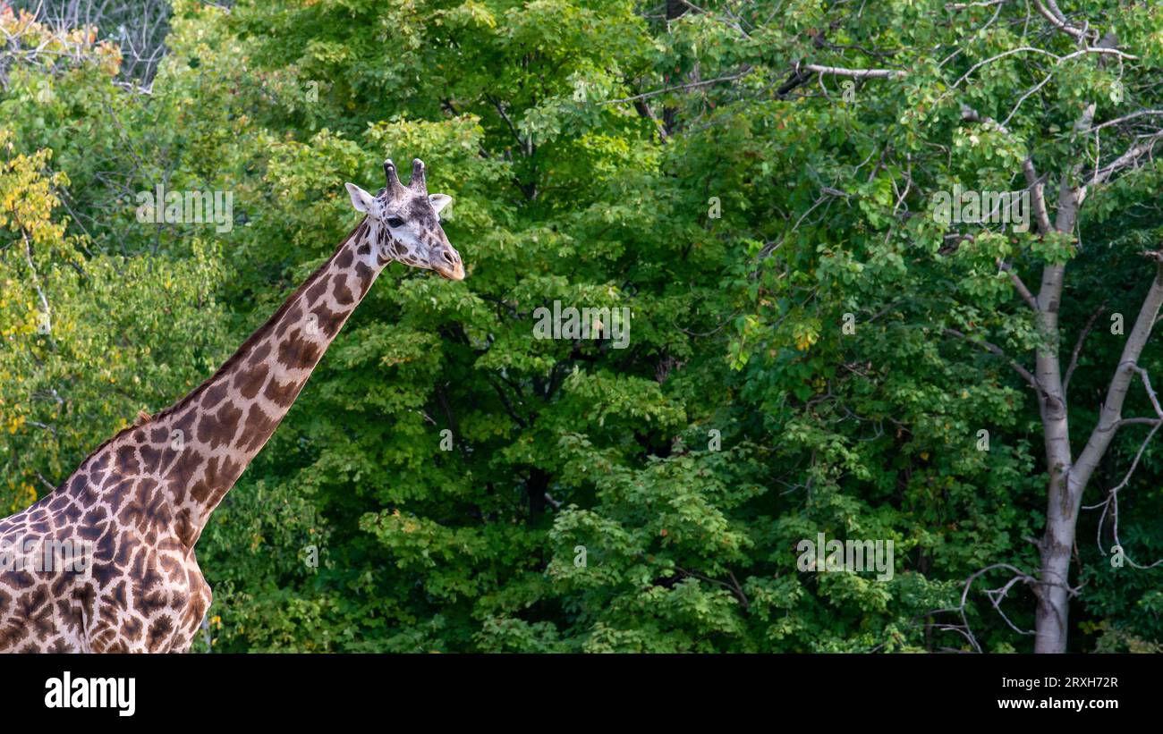 Toronto zoo safari hi-res stock photography and images - Alamy
