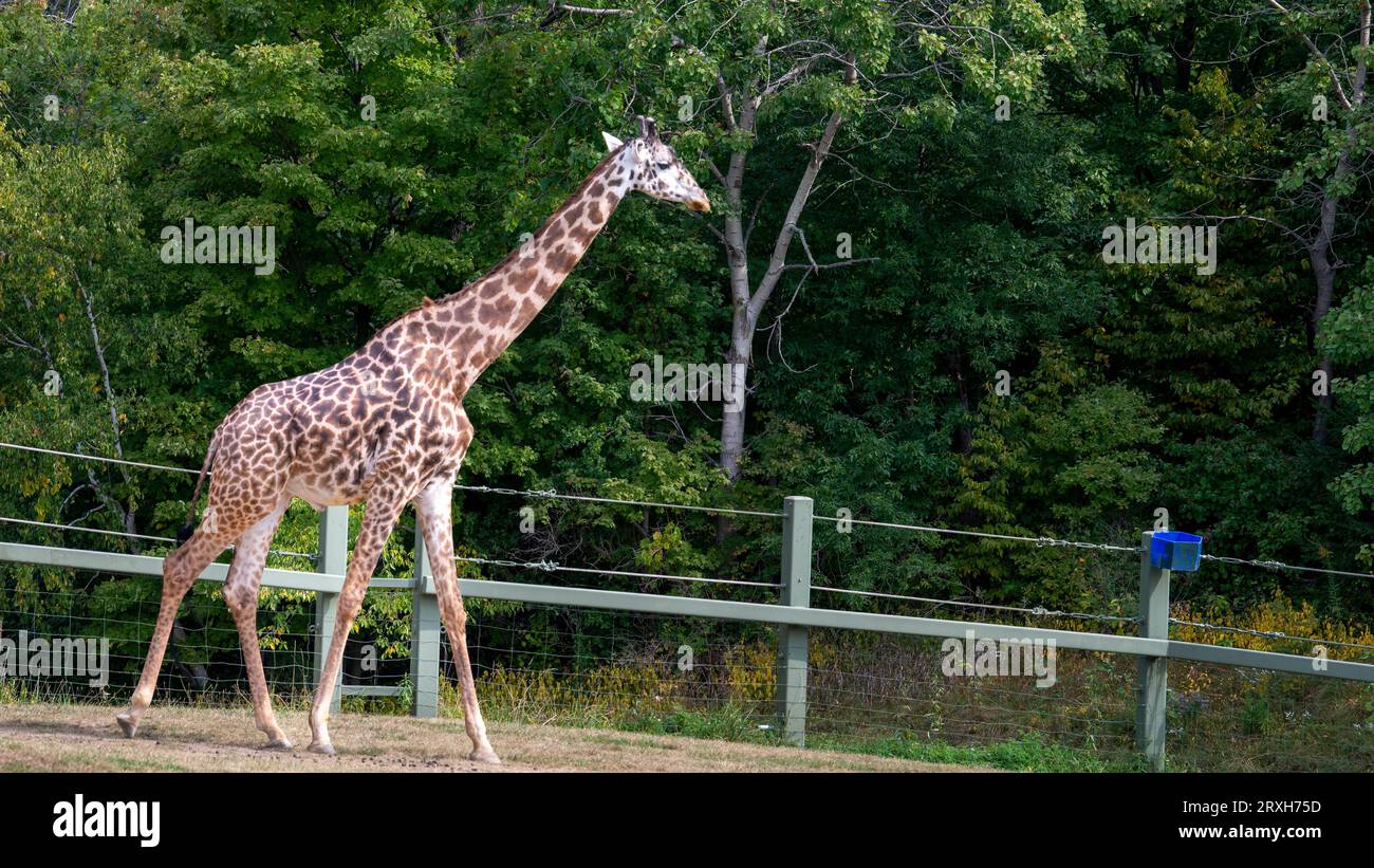 Toronto zoo safari hi-res stock photography and images - Alamy