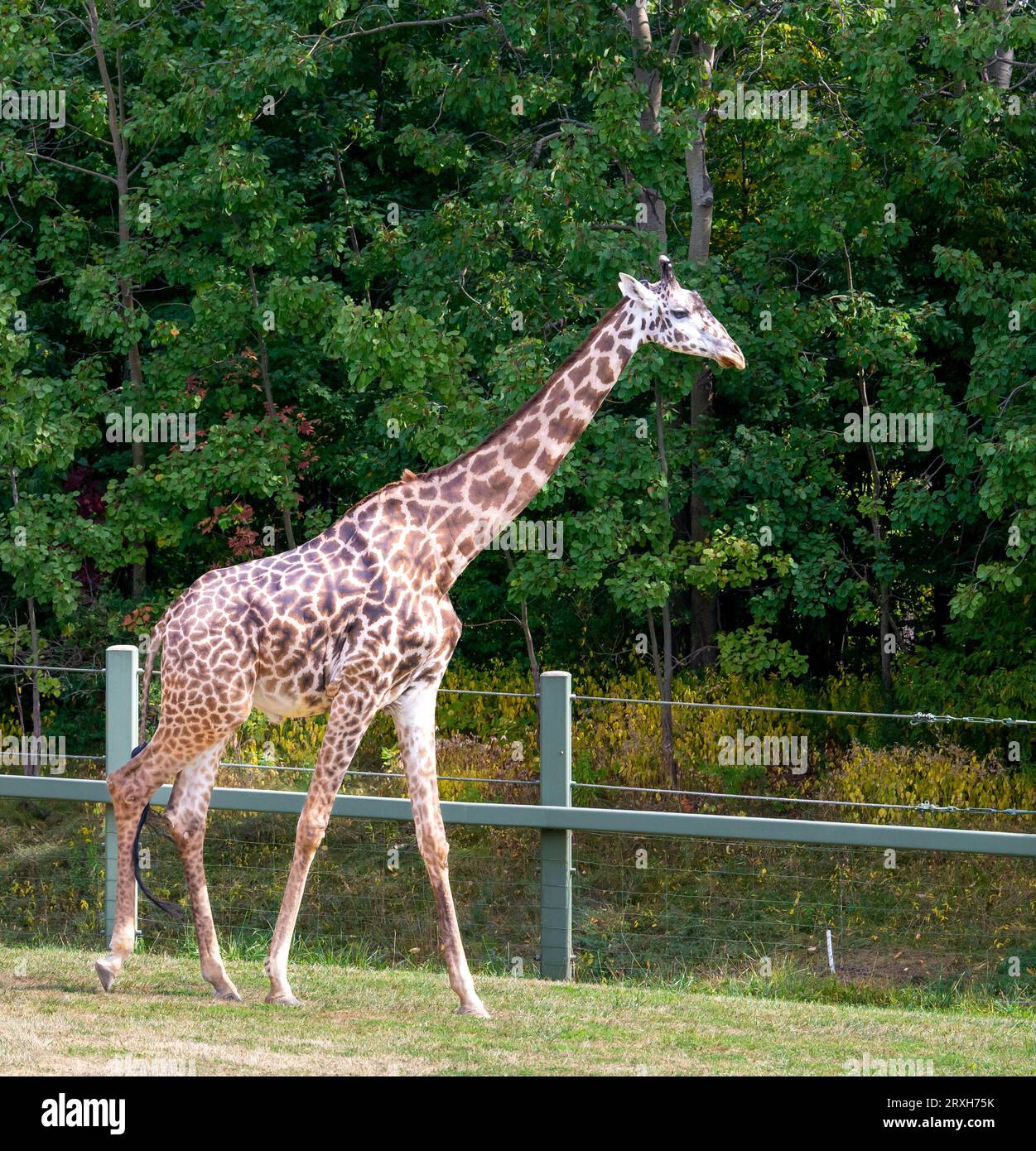 Toronto zoo safari hi-res stock photography and images - Alamy