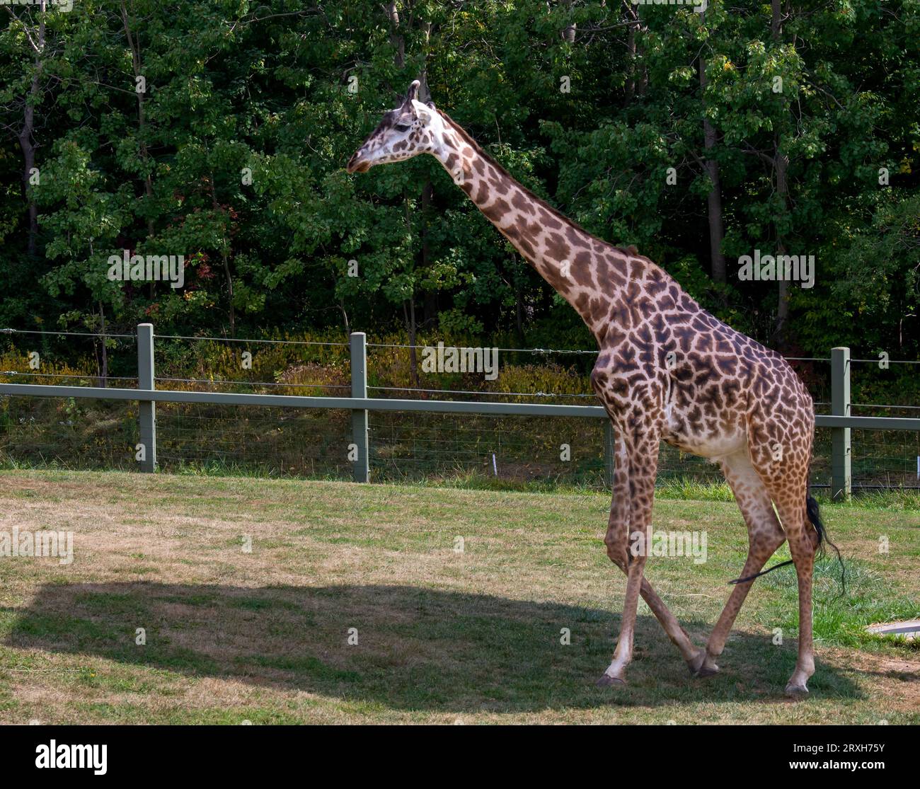 Toronto zoo safari hi-res stock photography and images - Alamy