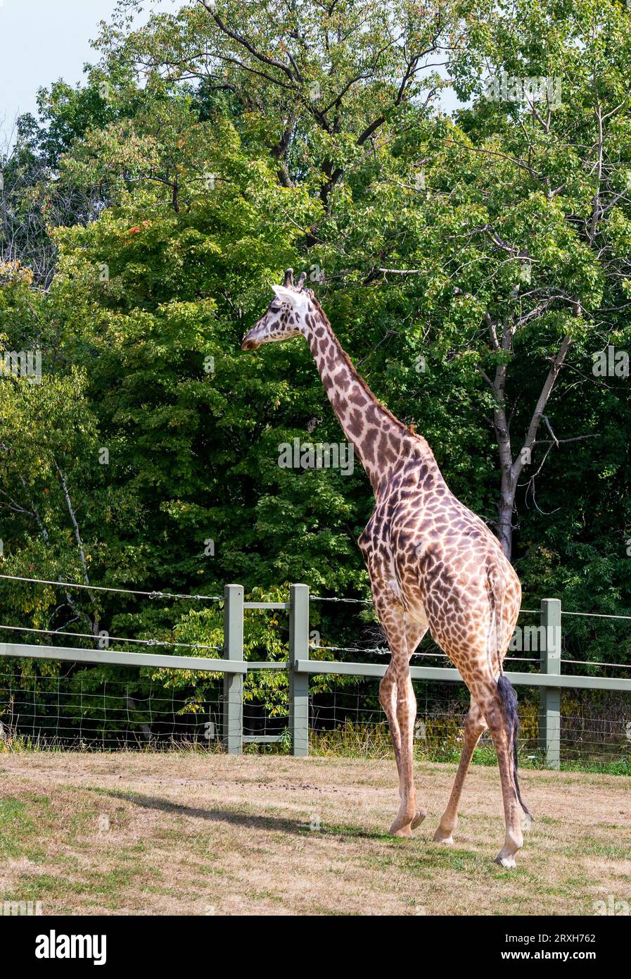 Toronto zoo safari hi-res stock photography and images - Alamy
