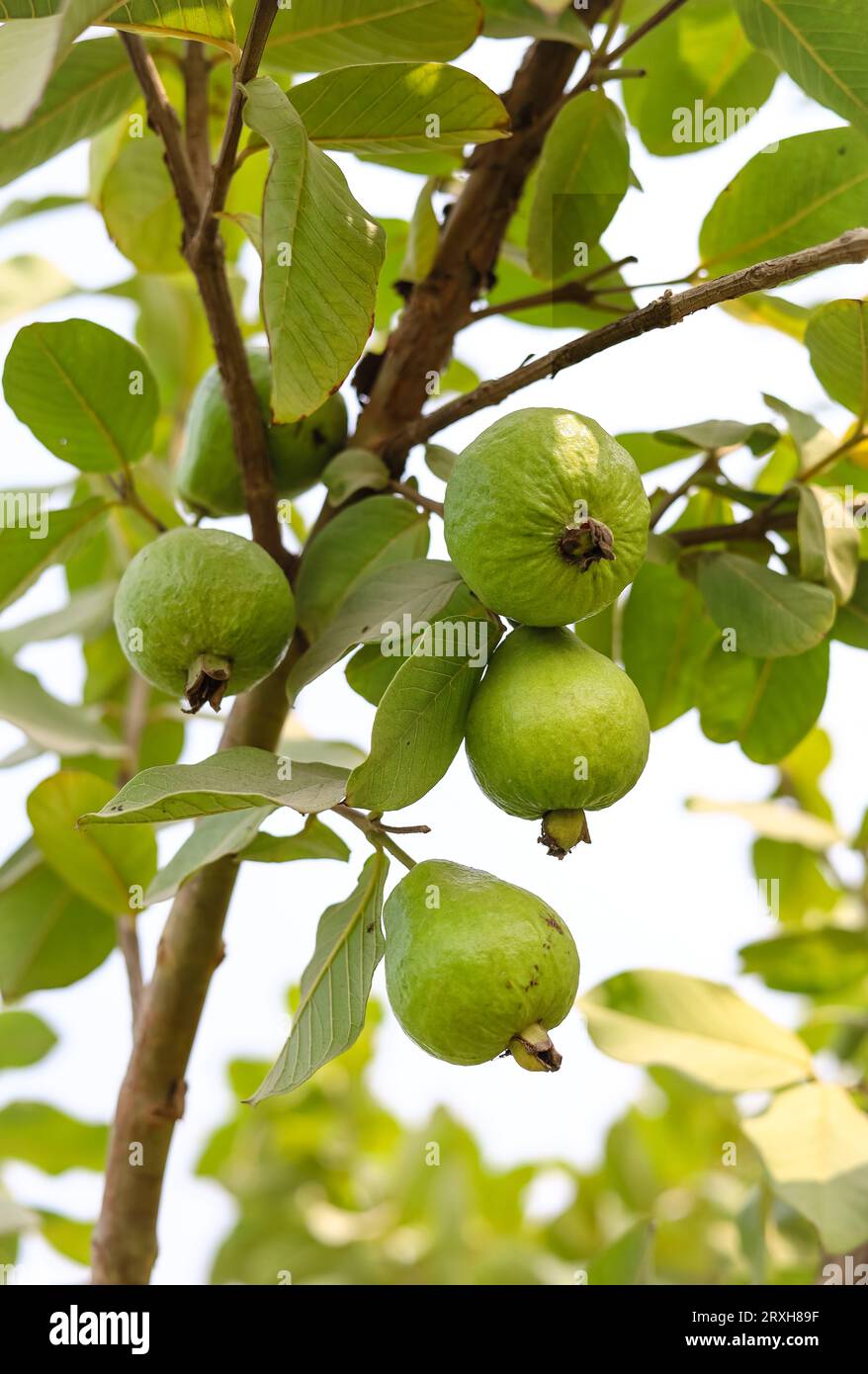 Capture of guavas hanging on the tree's branch. Hanging guava fruit. Close up of guavas ...