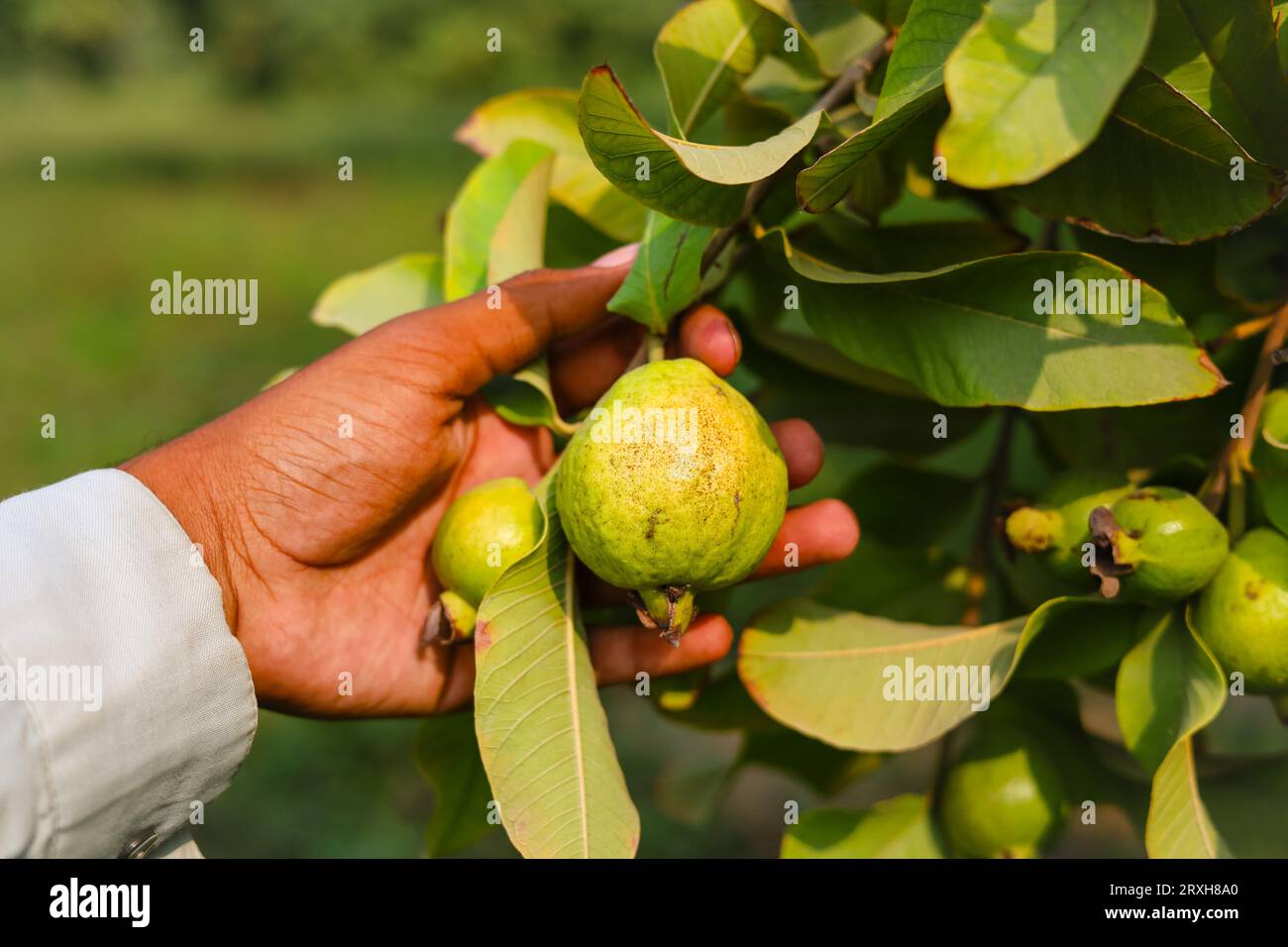 Close up of riped guava fruit bunch isolated on gardener hand. Guava ...