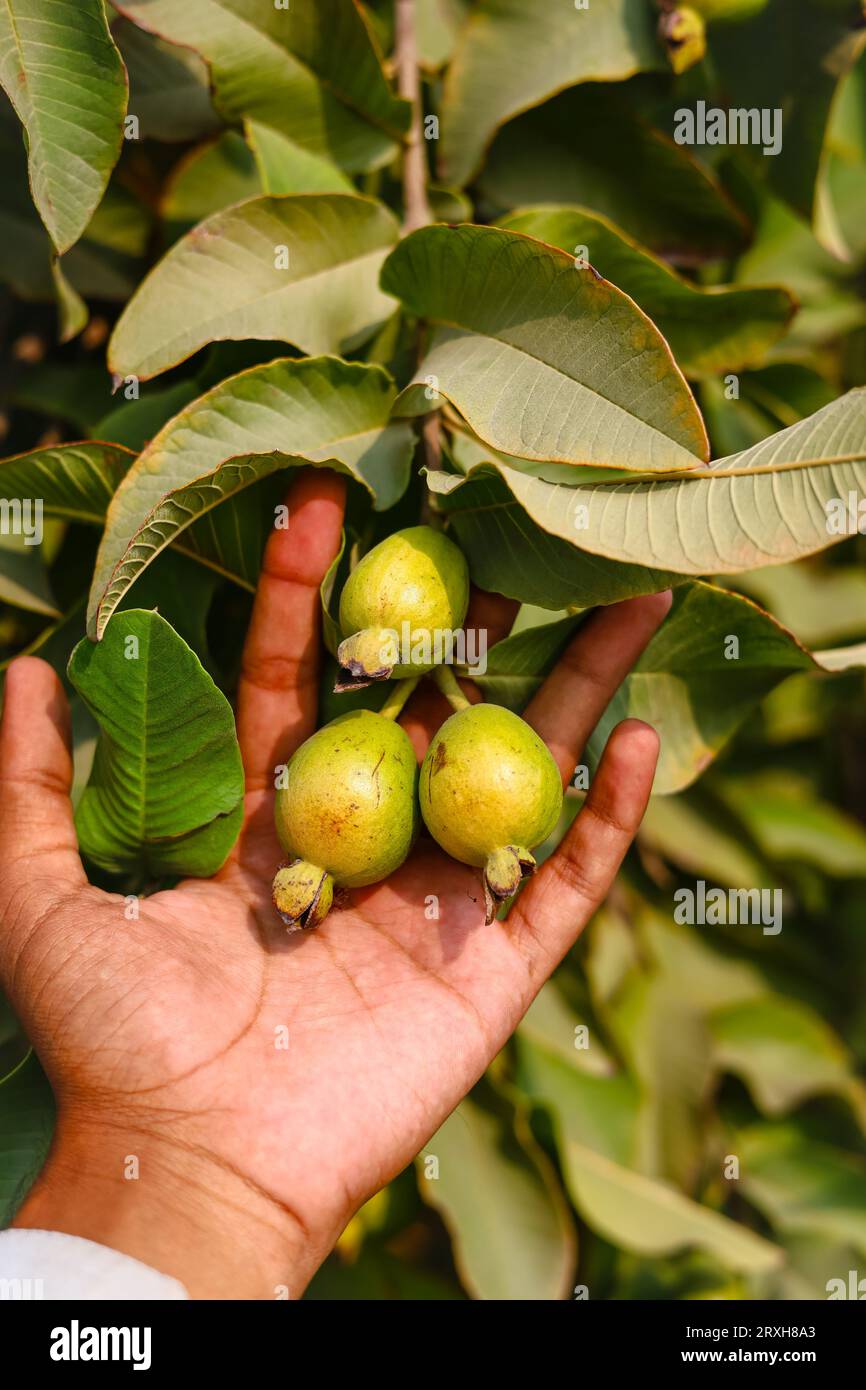 Close up of riped guava fruit bunch isolated on gardener hand. Guava ...