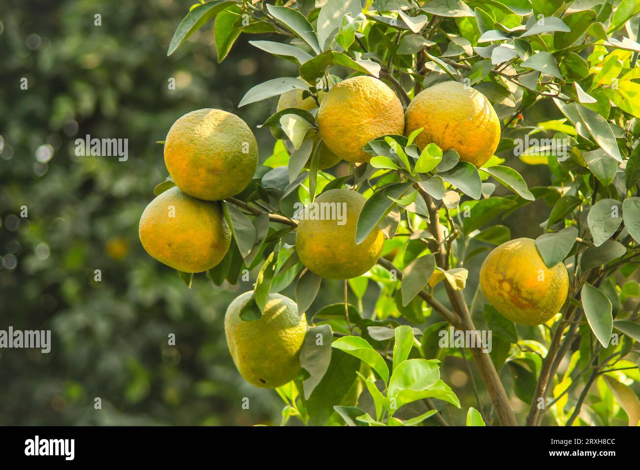 Capture of the Orange Fruit Hanging On the Branch. Orange tree with ...