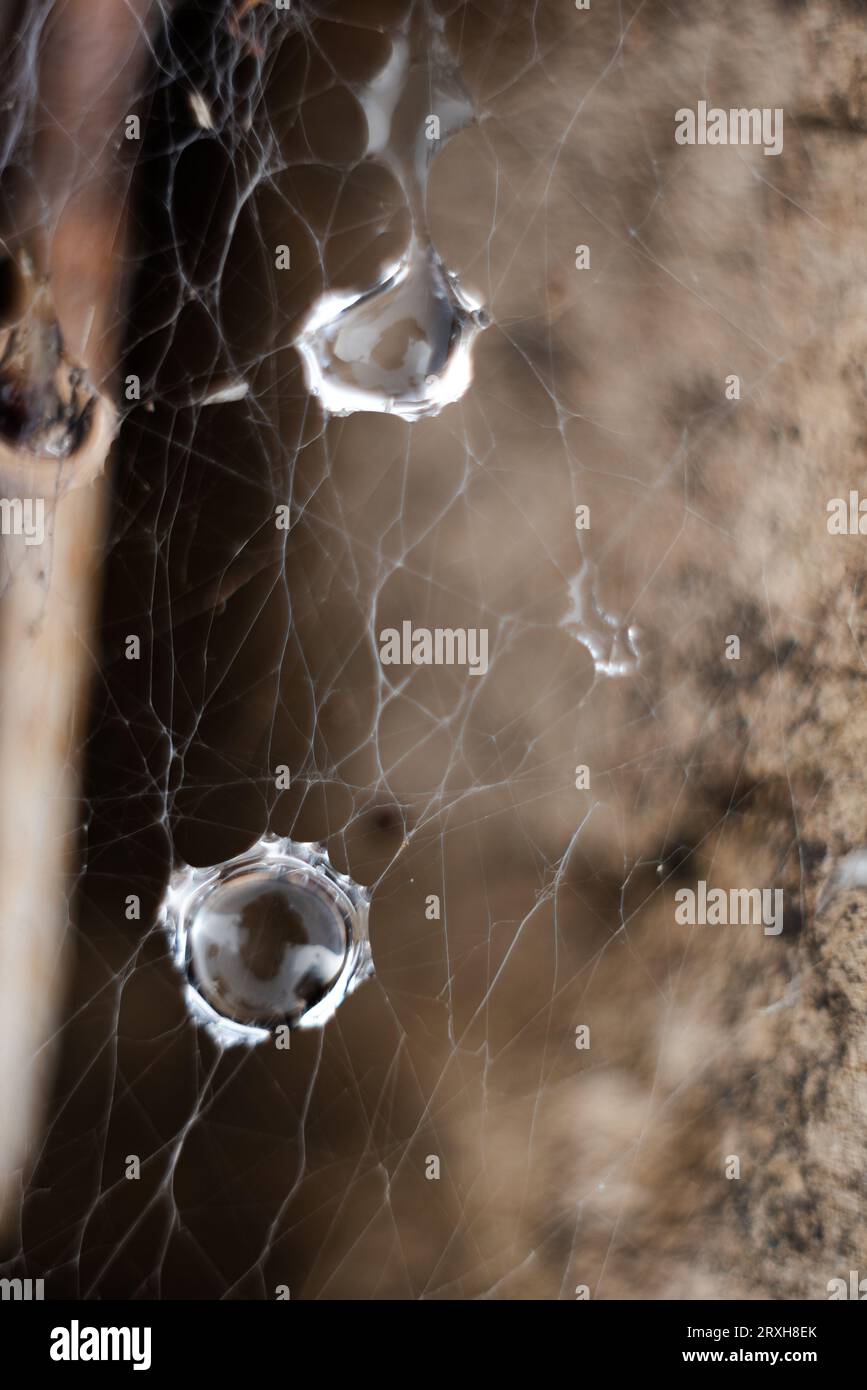 Light colored spider hi-res stock photography and images - Alamy