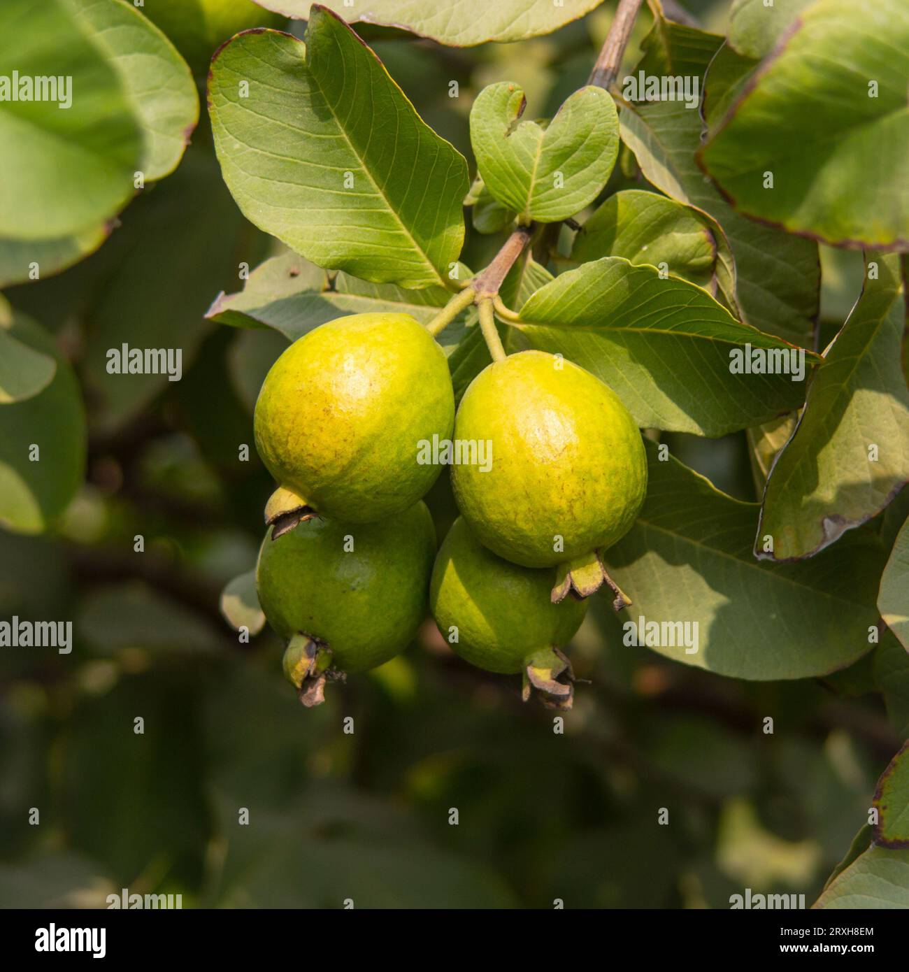Close up of riped guava fruit bunch isolated on gardener hand. Guava ...