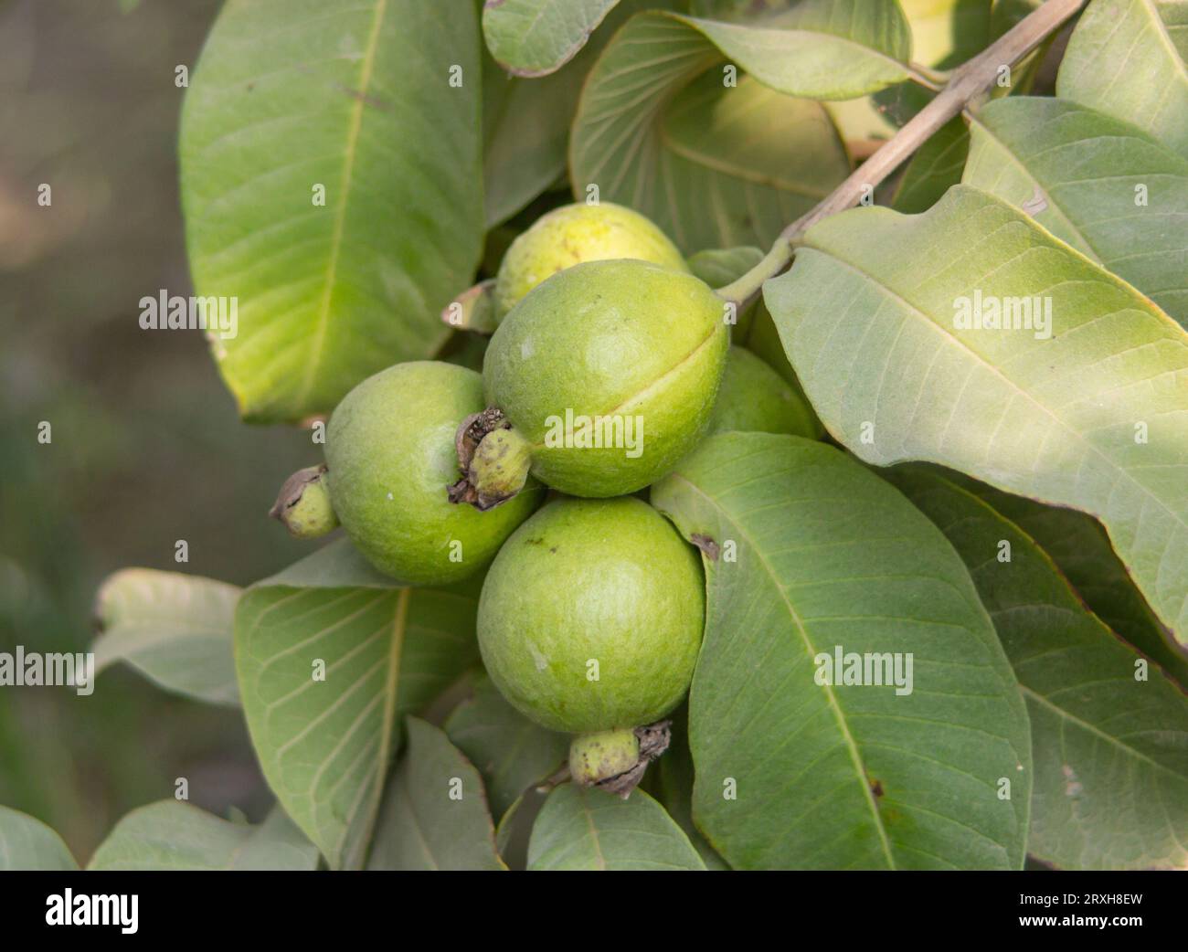 Capture of guavas hanging on the tree's branch. Hanging guava fruit. Close up of guavas ...