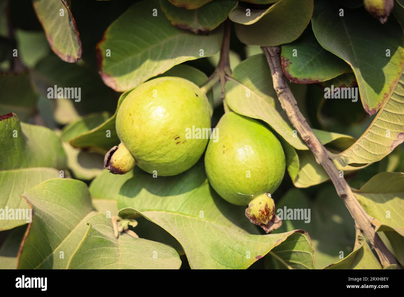 Capture of guavas hanging on the tree's branch. Hanging guava fruit ...