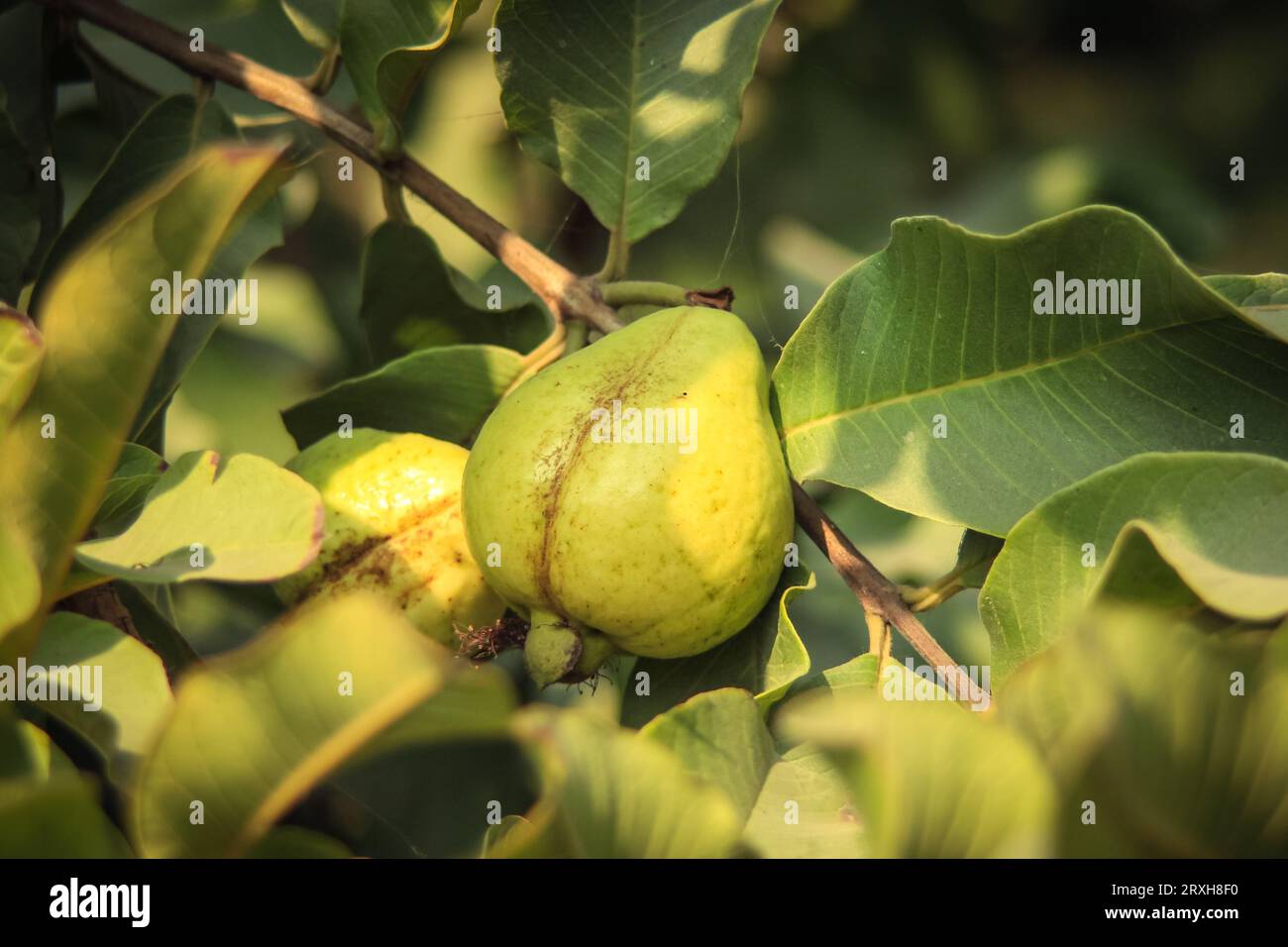 Capture of guavas hanging on the tree's branch. Hanging guava fruit. Close up of guavas ...