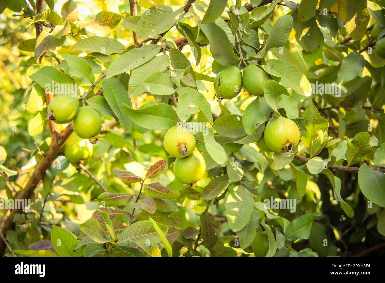 Capture of guavas hanging on the tree's branch. Hanging guava fruit. Close up of guavas ...
