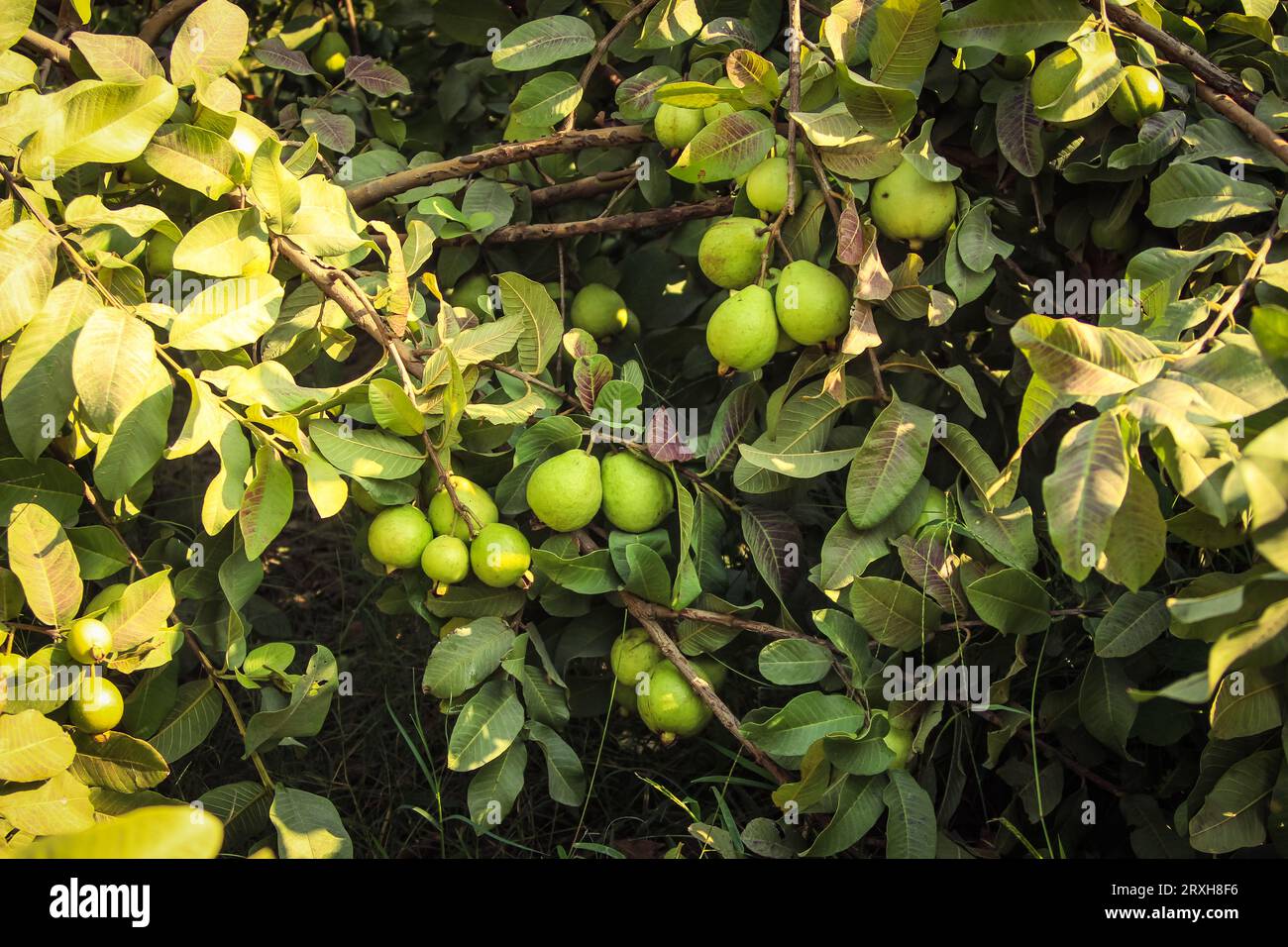 Capture of guavas hanging on the tree's branch. Hanging guava fruit. Close up of guavas ...