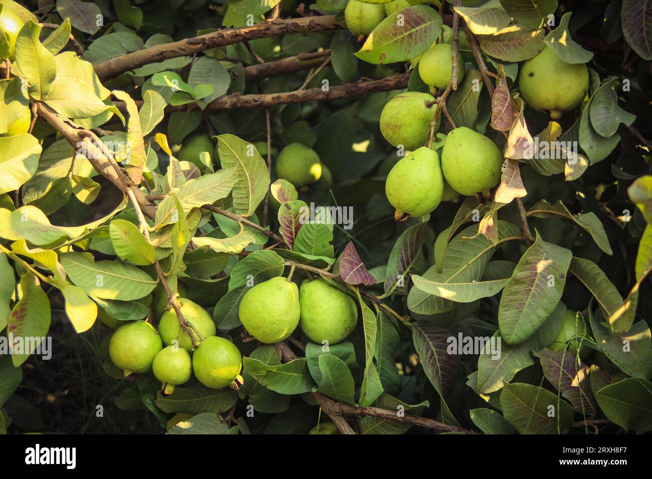 Capture of guavas hanging on the tree's branch. Hanging guava fruit. Close up of guavas ...