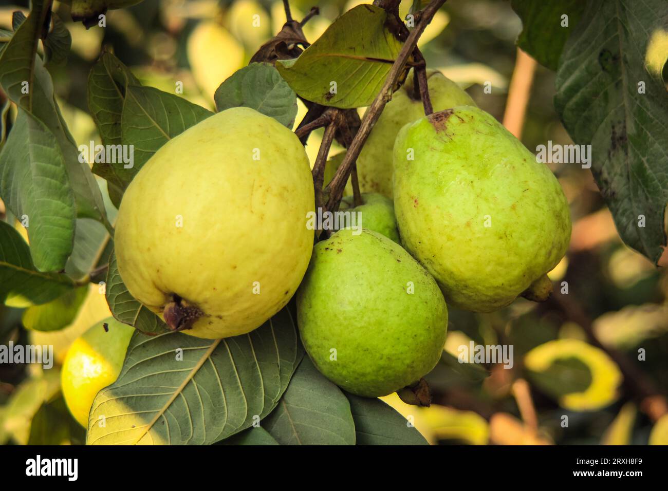 Capture of guavas hanging on the tree's branch. Hanging guava fruit. Close up of guavas ...