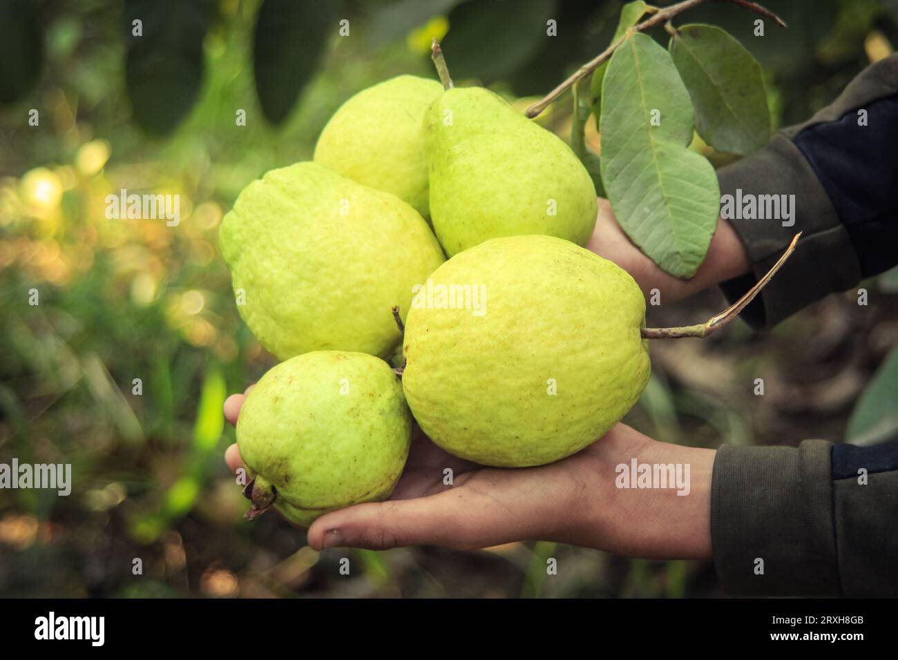 Close up of riped guava fruit bunch isolated on gardener hand. Guava ...