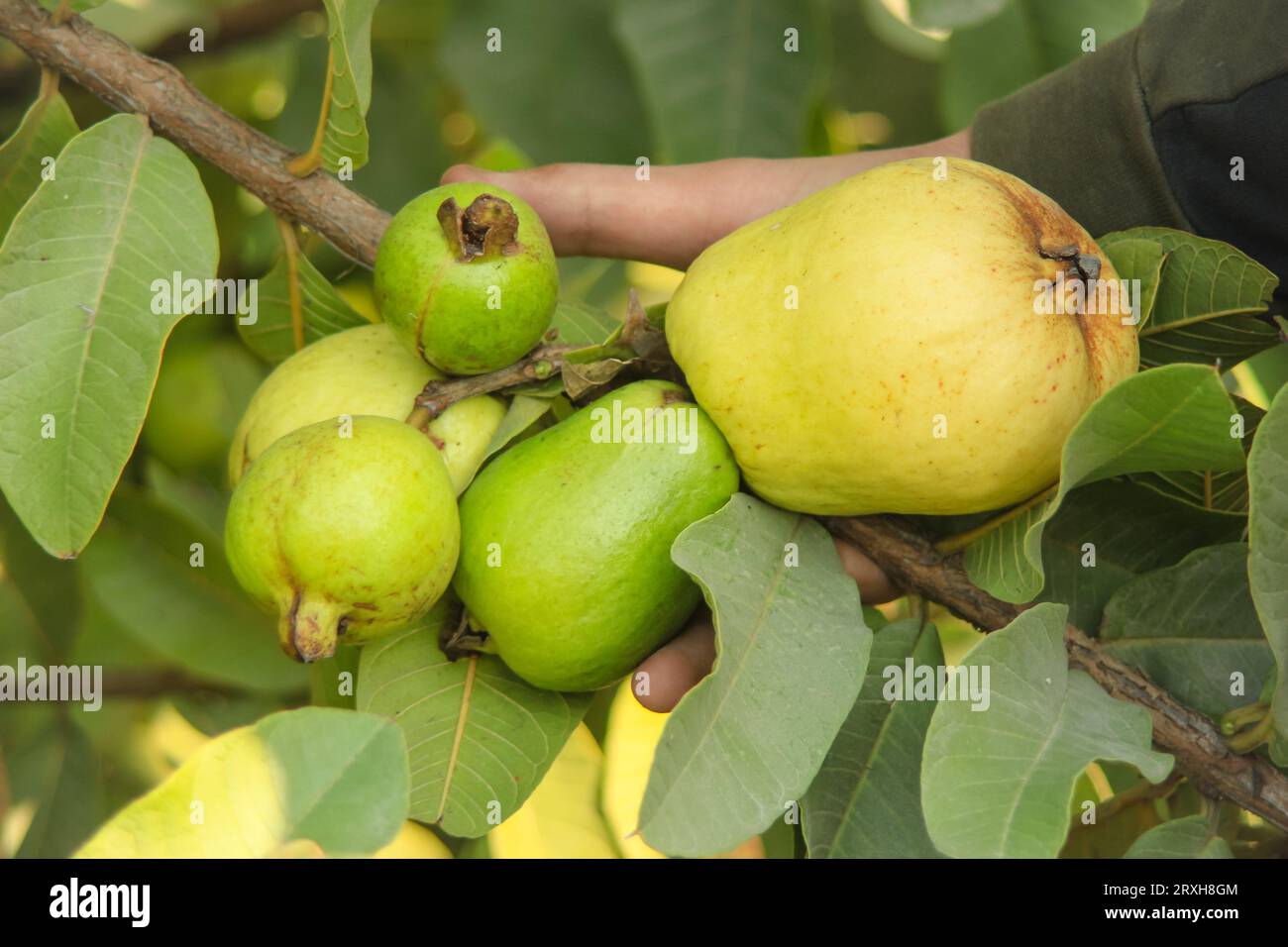 Riped fruit hi-res stock photography and images - Alamy