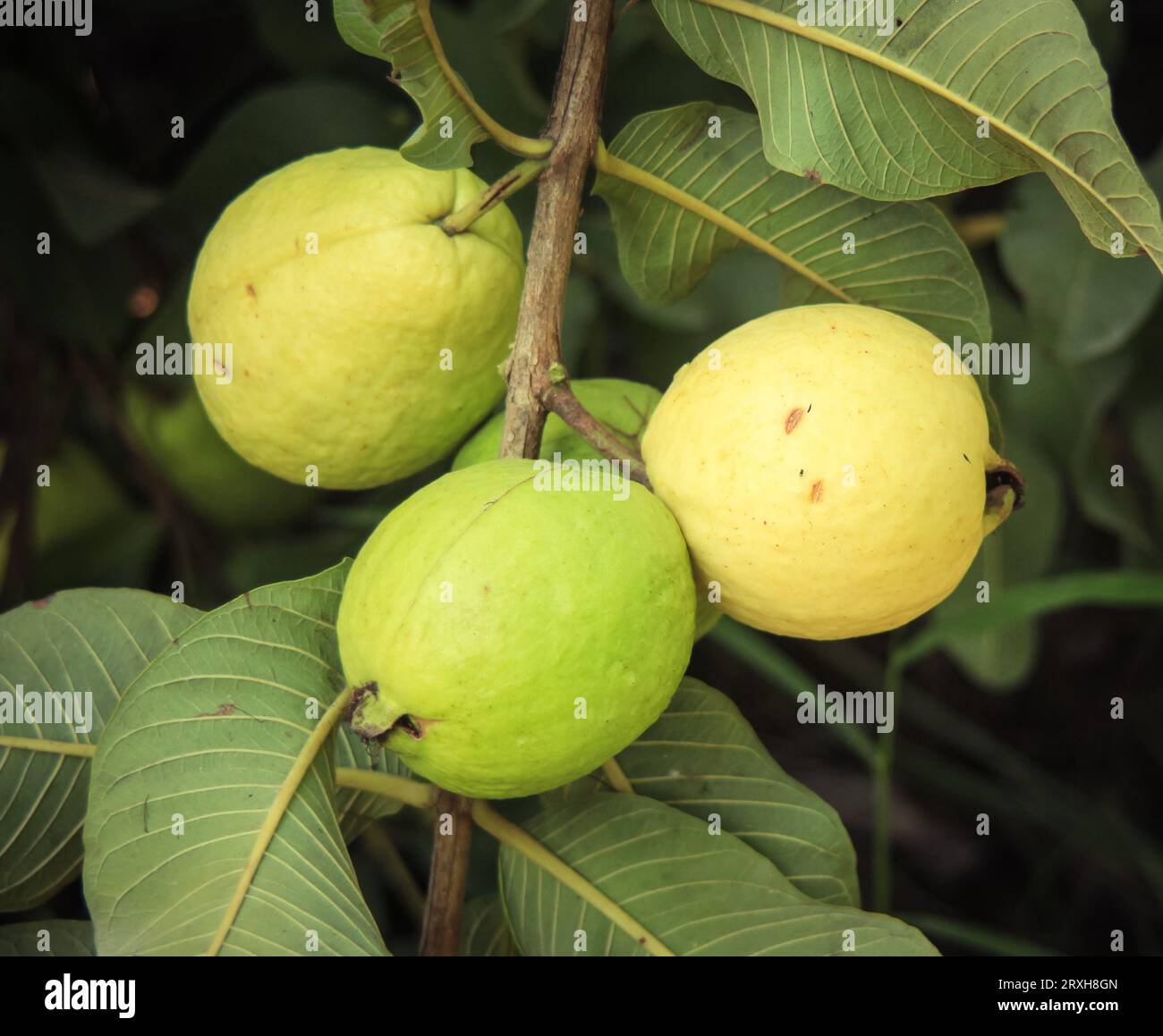 Capture of guavas hanging on the tree's branch. Hanging guava fruit. Close up of guavas ...