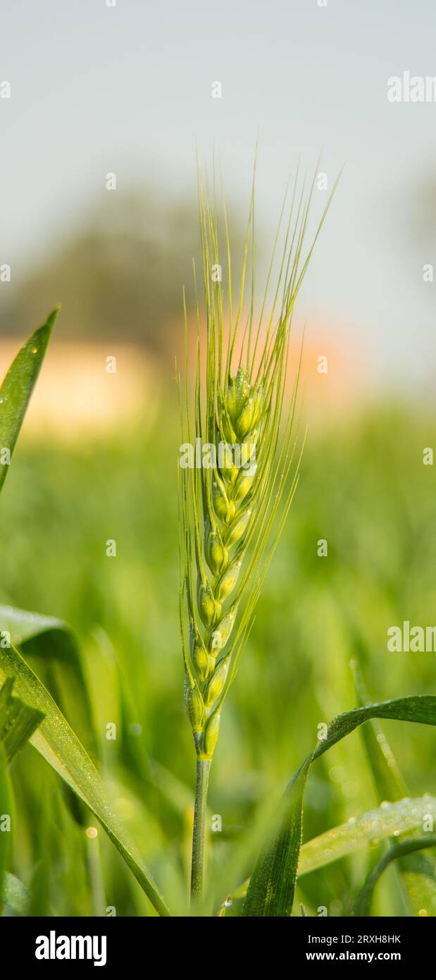 Wheat field images hi-res stock photography and images - Alamy
