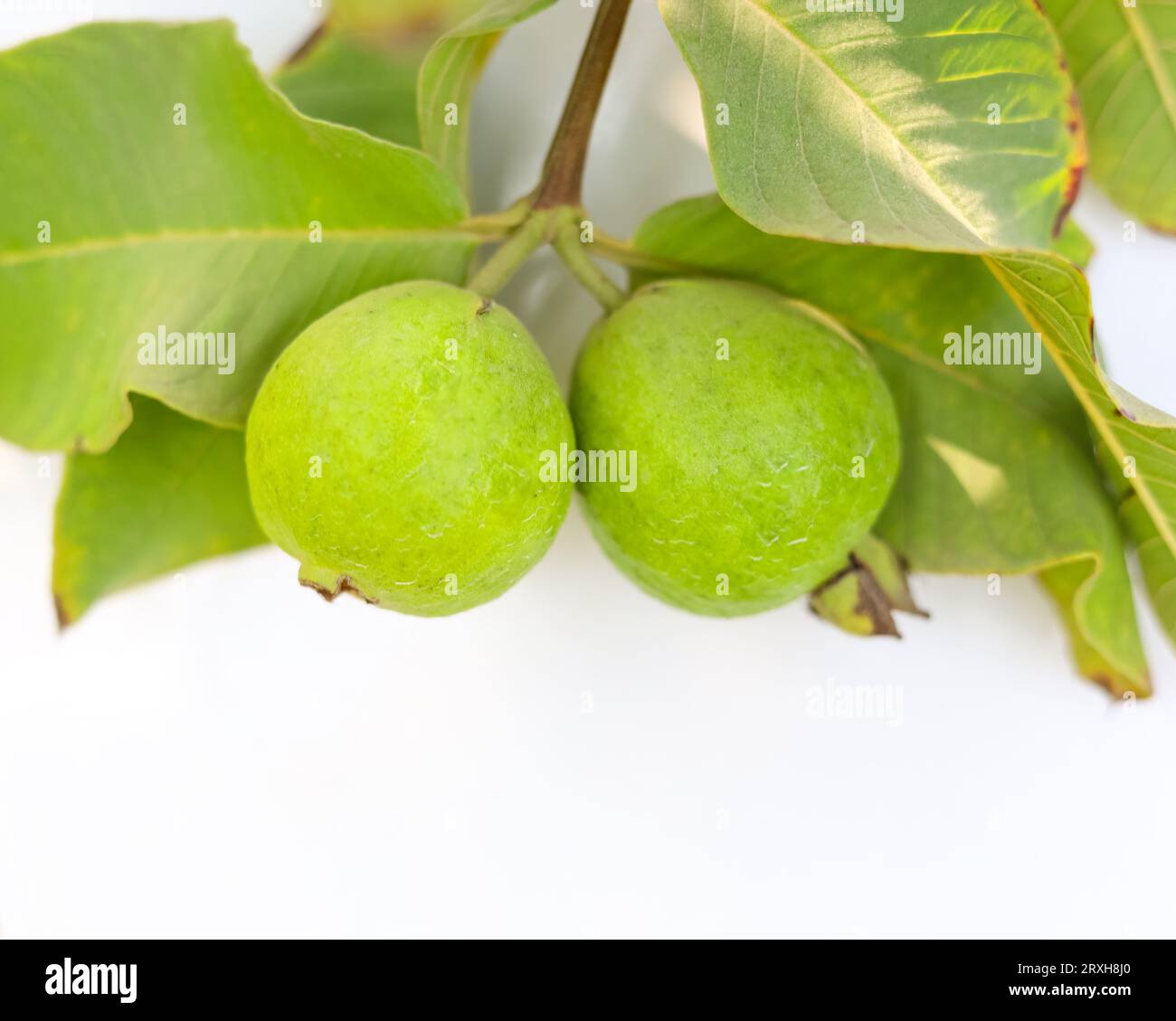 Vegetable tree hi-res stock photography and images - Alamy