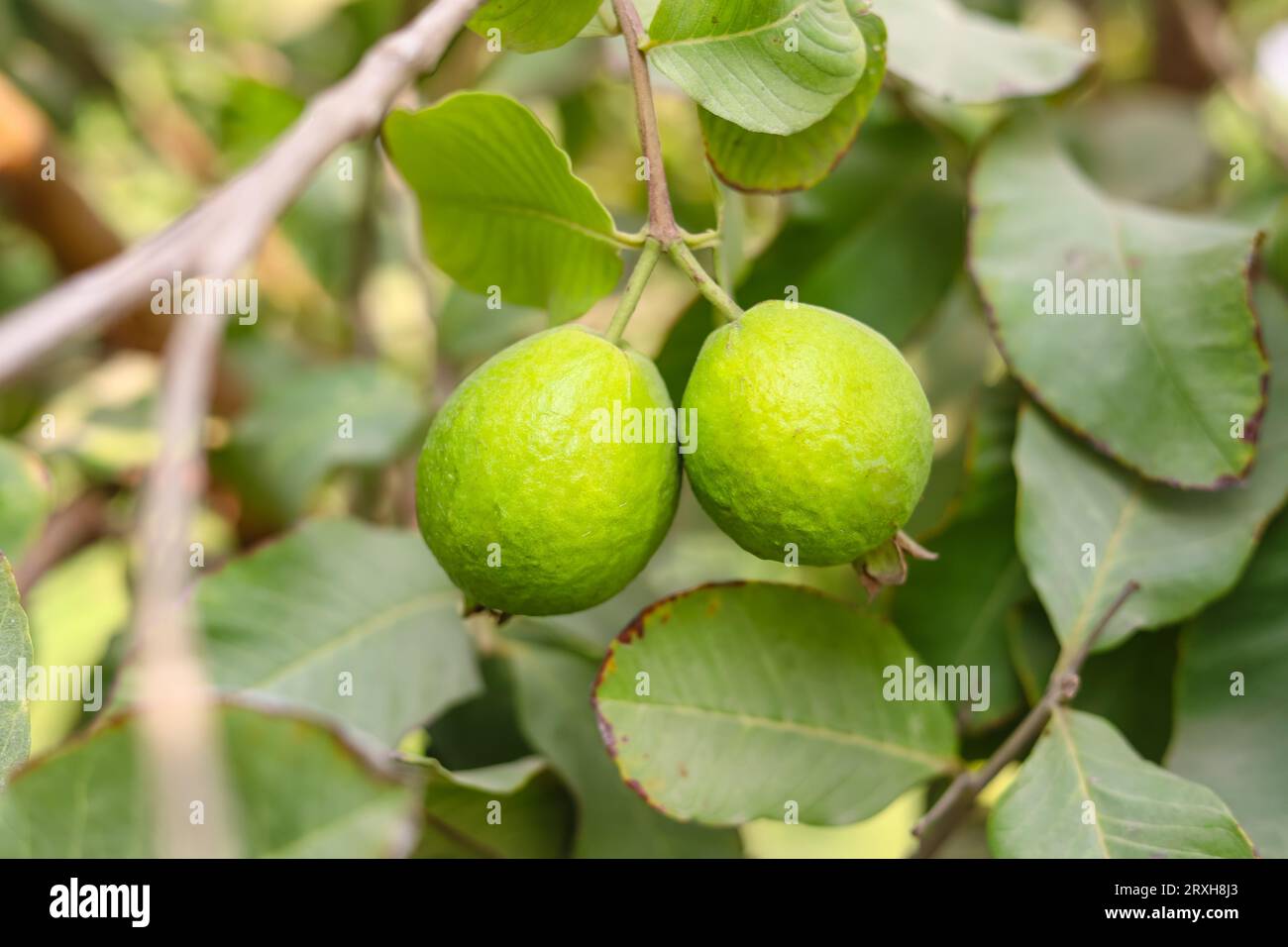 Capture of guavas hanging on the tree's branch. Hanging guava fruit. Close up of guavas ...