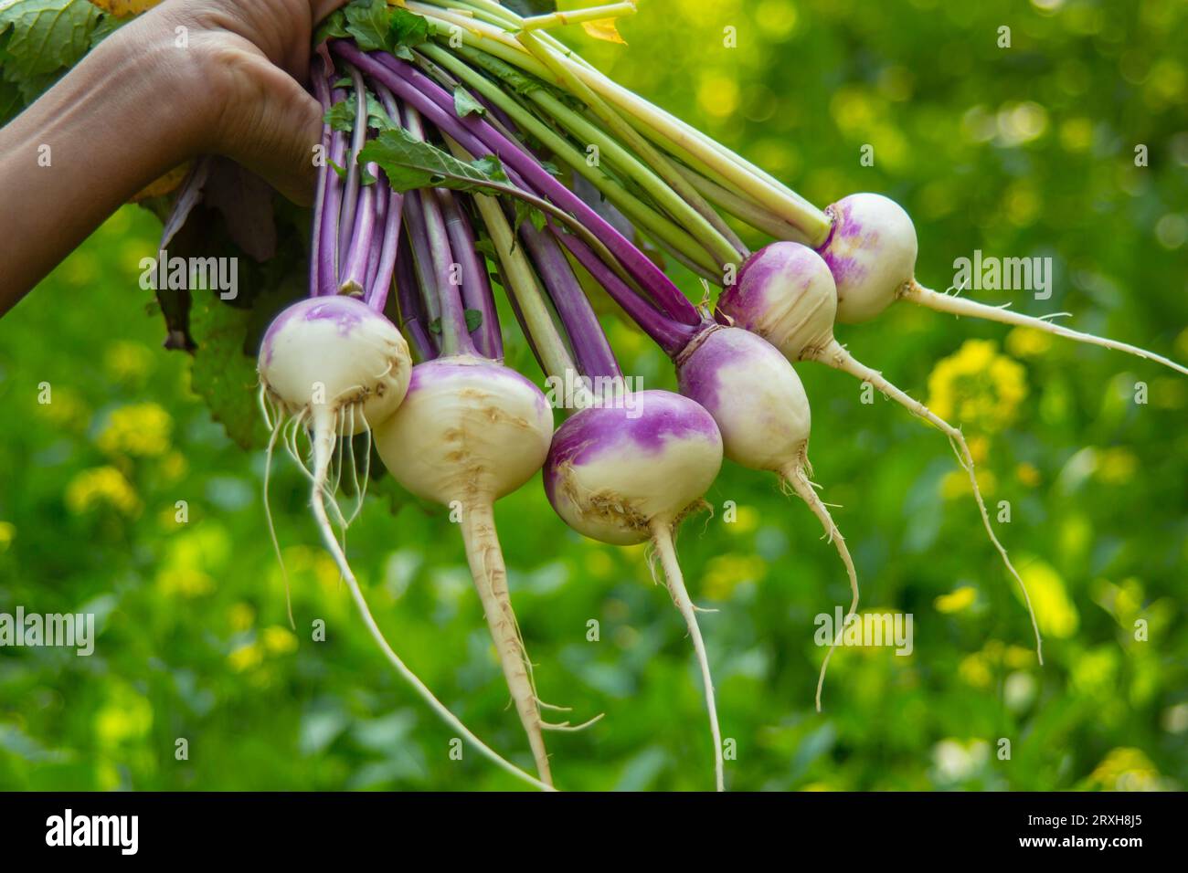 Close up of a Female hand holding young turnips in closeup. Hand ...