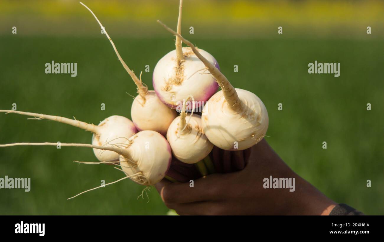 Close up of a Female hand holding young turnips in closeup. Hand ...