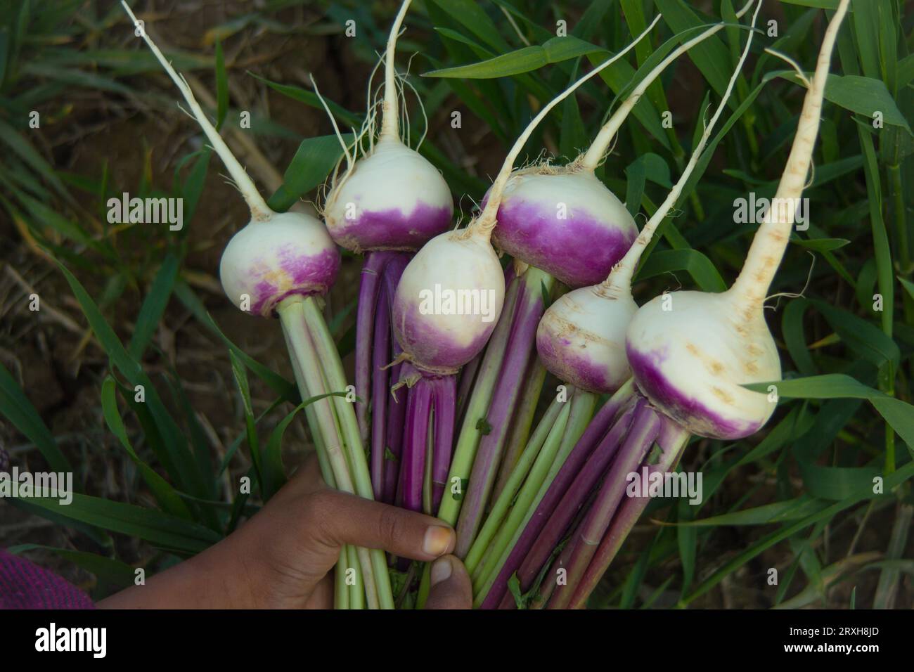 Indian turnip hi-res stock photography and images - Alamy