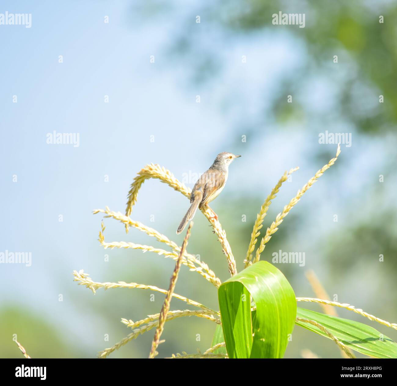 Close up of Ashy Prinia sitting on pearl millet corn. Ashy prinia or ...