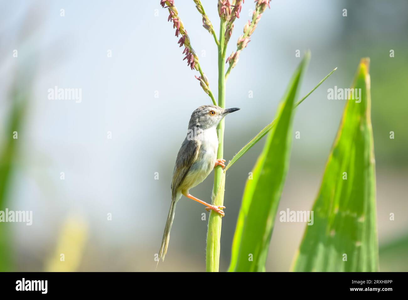Close up of Ashy Prinia sitting on pearl millet corn. Ashy prinia or ...