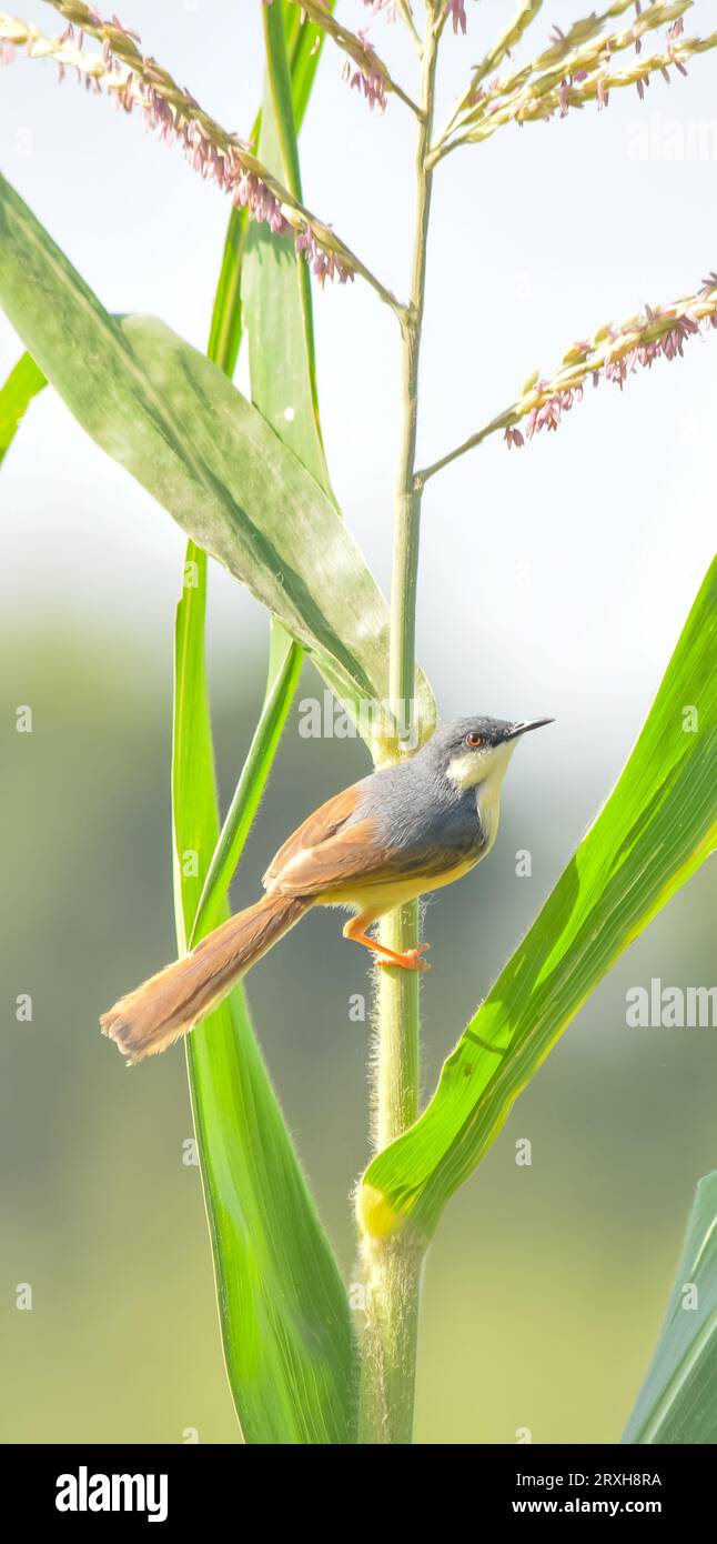 Close up of Ashy Prinia sitting on pearl millet corn. Ashy prinia or ...