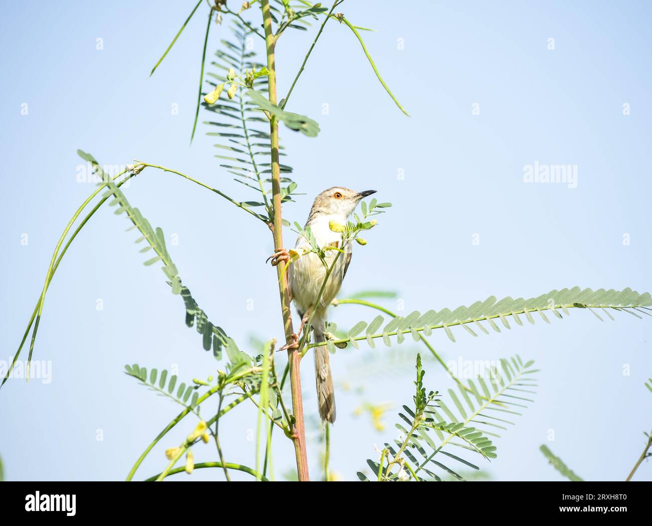 Close up of Ashy Prinia sitting on pearl millet corn. Ashy prinia or ...
