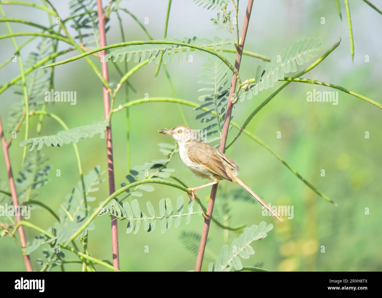 Close up of Ashy Prinia sitting on pearl millet corn. Ashy prinia or ...