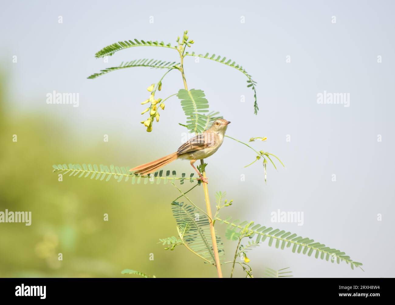 Close up of Ashy Prinia sitting on pearl millet corn. Ashy prinia or ...