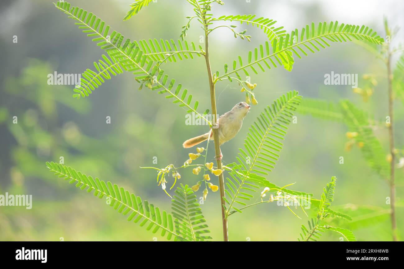 Close up of Ashy Prinia sitting on pearl millet corn. Ashy prinia or ...
