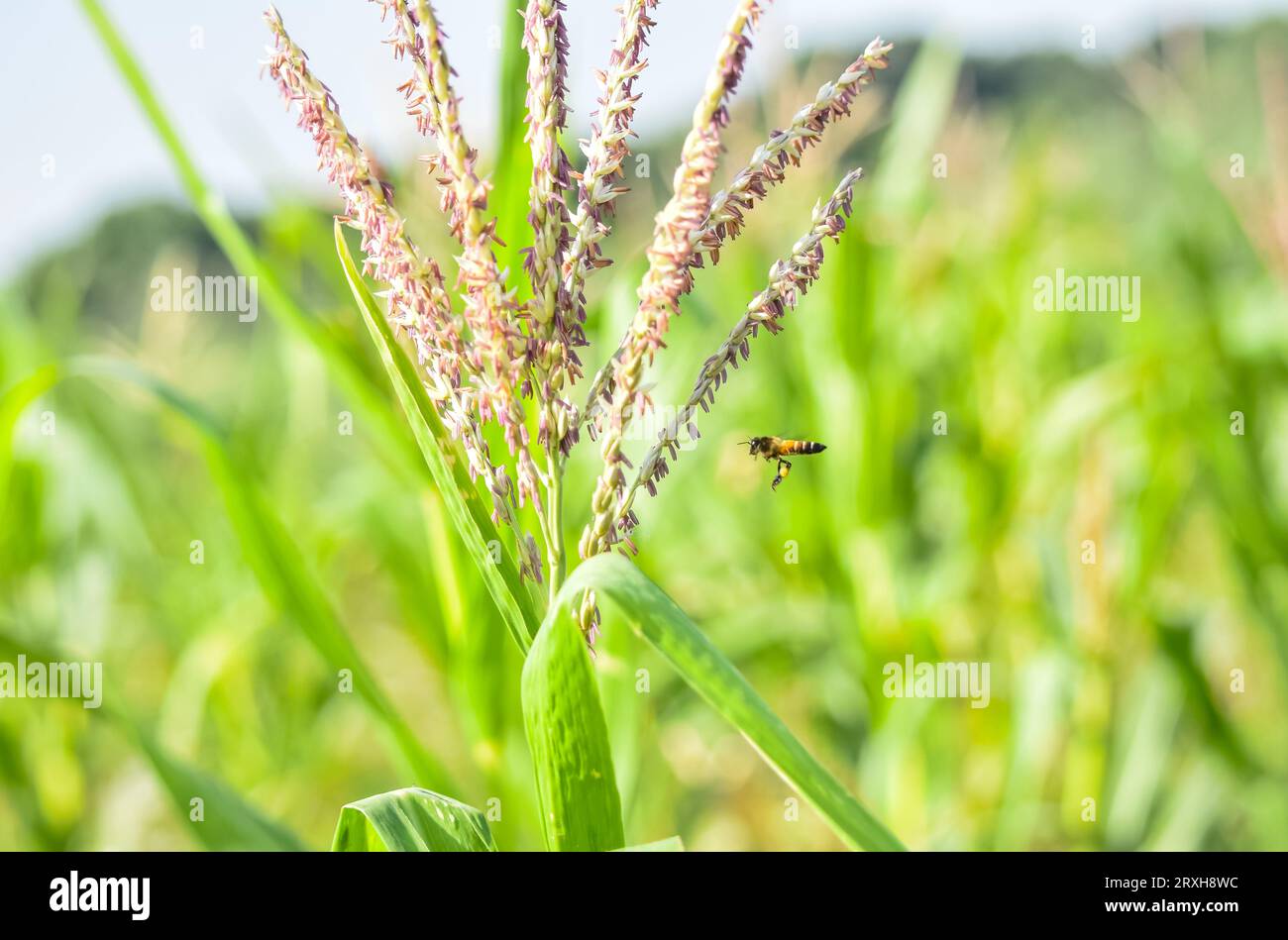 Honey bee flying and collecting nectar on corn grass. Flying Honey Bee ...