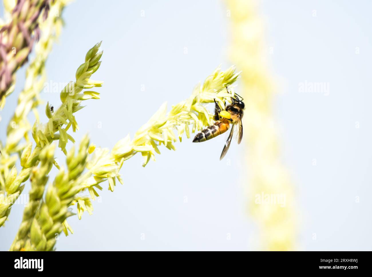 Honey bee flying and collecting nectar on corn grass. Flying Honey Bee ...