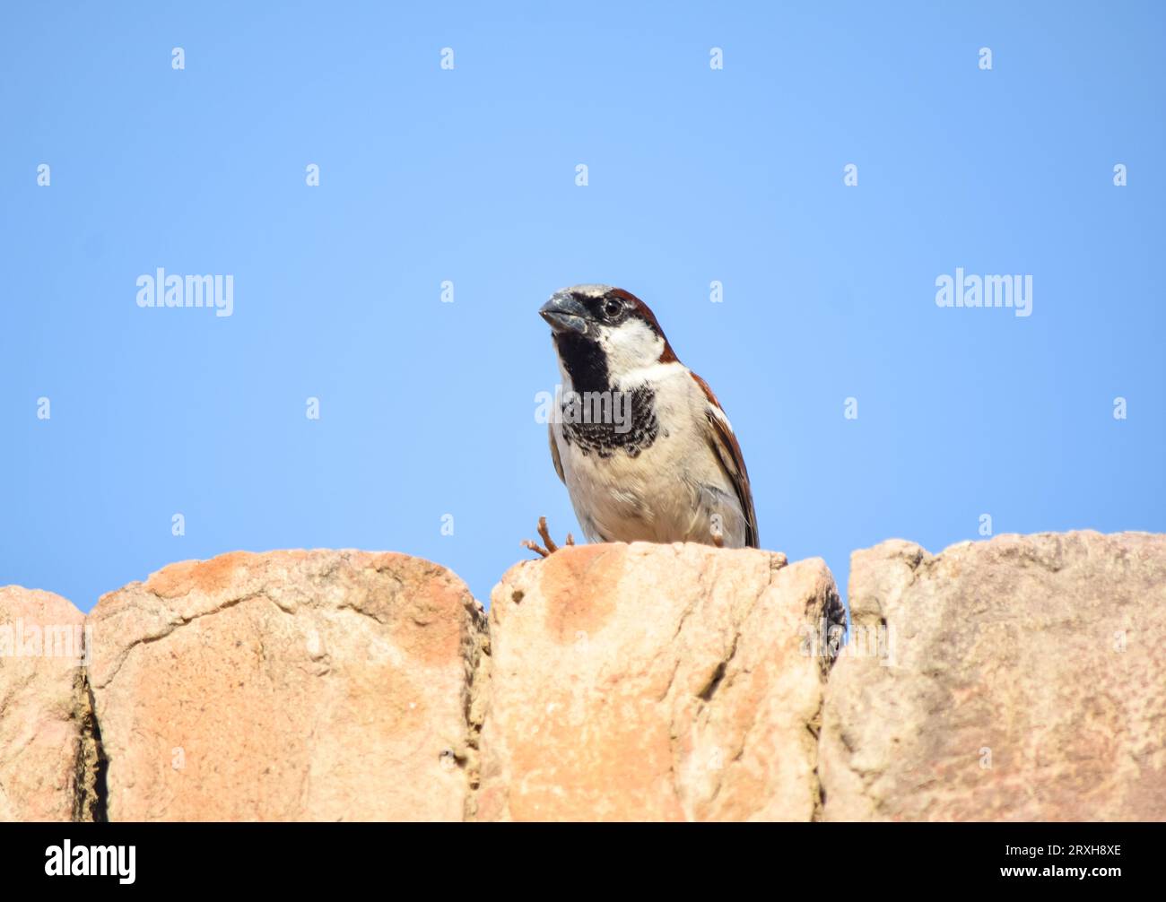 Male female house sparrow perched hi-res stock photography and images ...