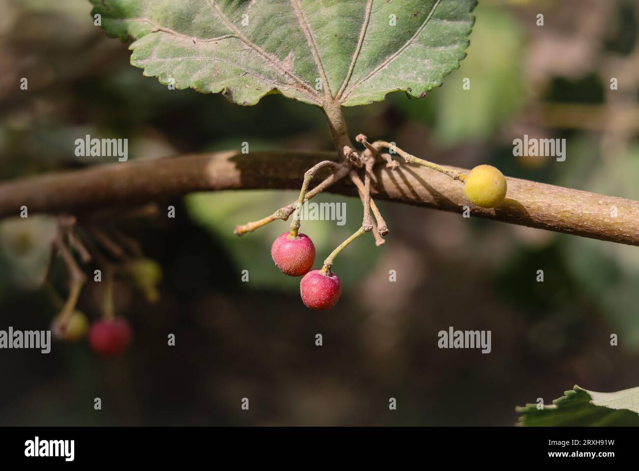 Grewia asiatica fruit growing on Plant. Grewia asiatica is a species of ...