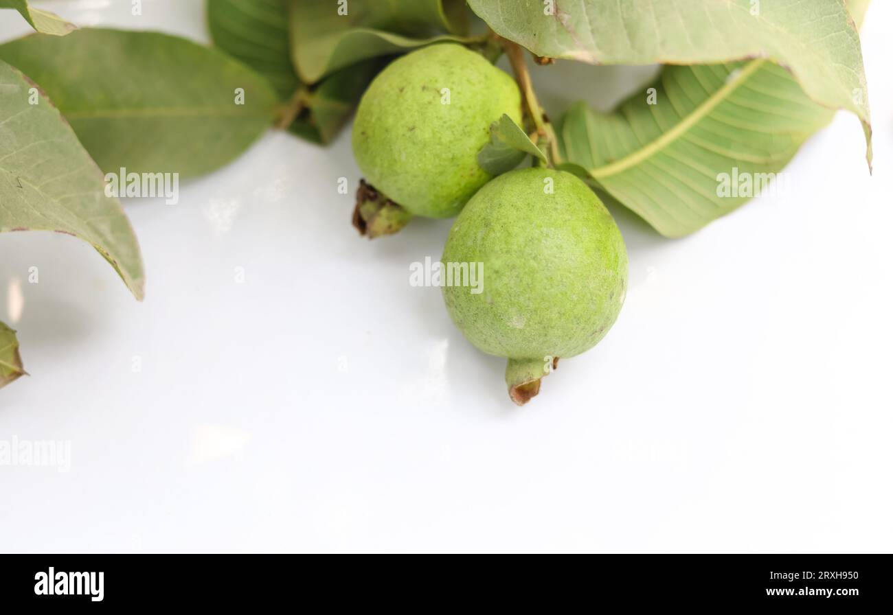 Closeup of guava fruit hanging on branch against white background ...
