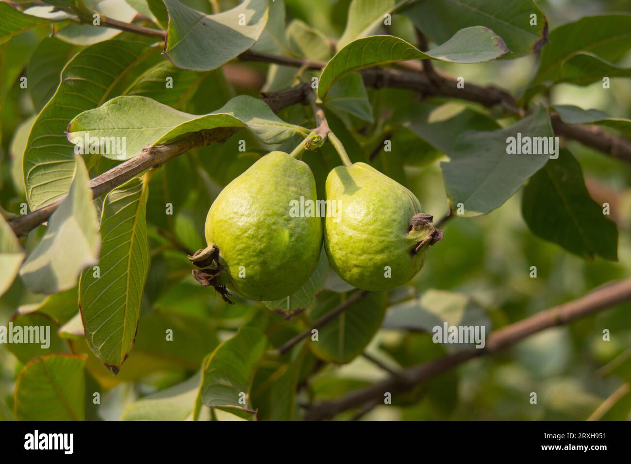 Capture of guavas hanging on the tree's branch. Hanging guava fruit. Close up of guavas ...