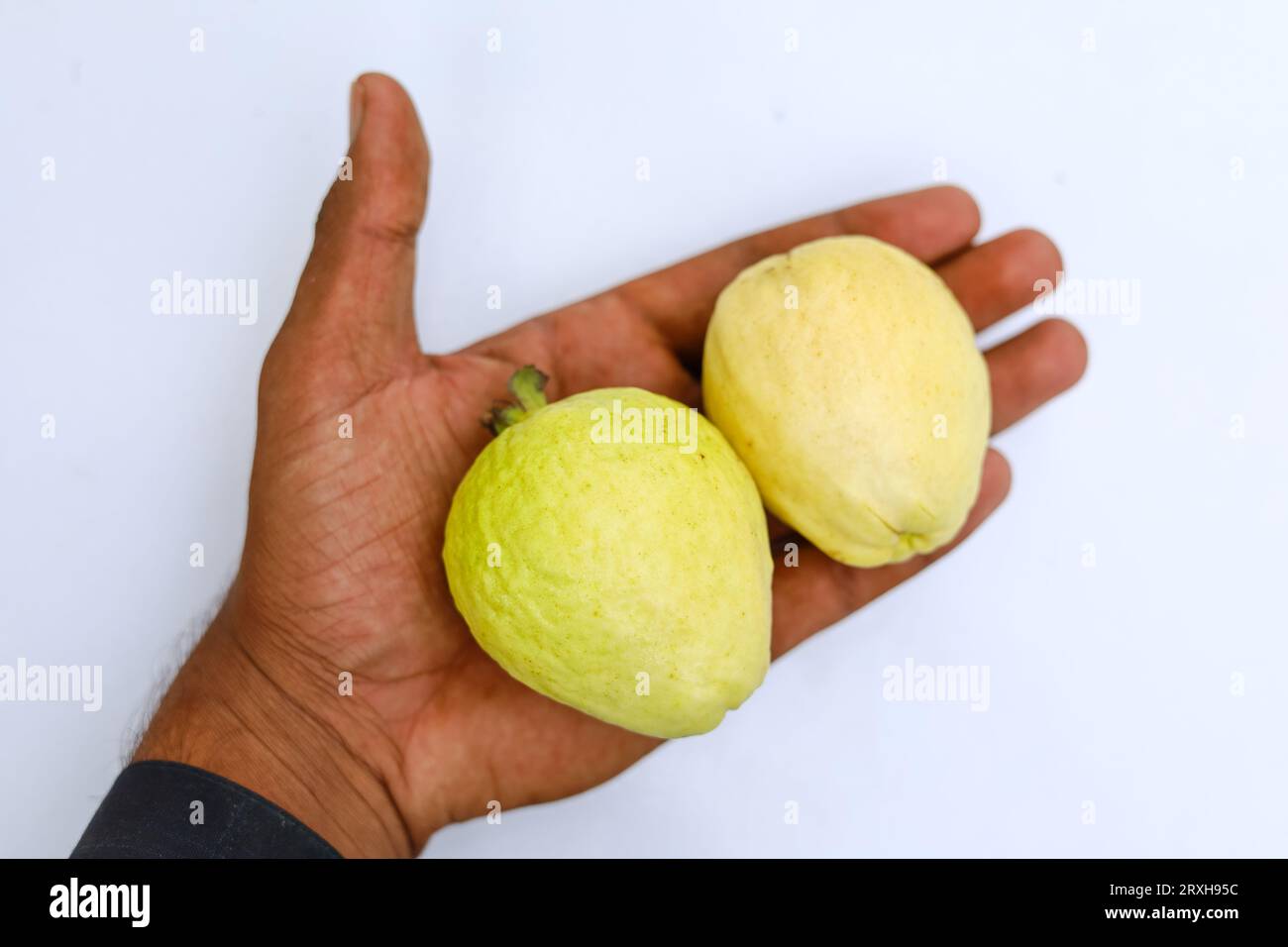 Closeup of guava fruit hanging on branch against white background ...