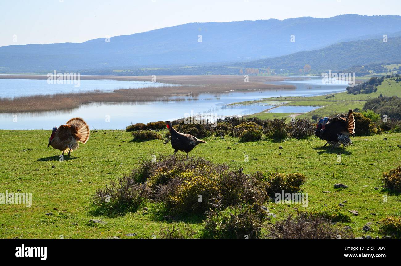 Sahil turkey hi-res stock photography and images - Alamy