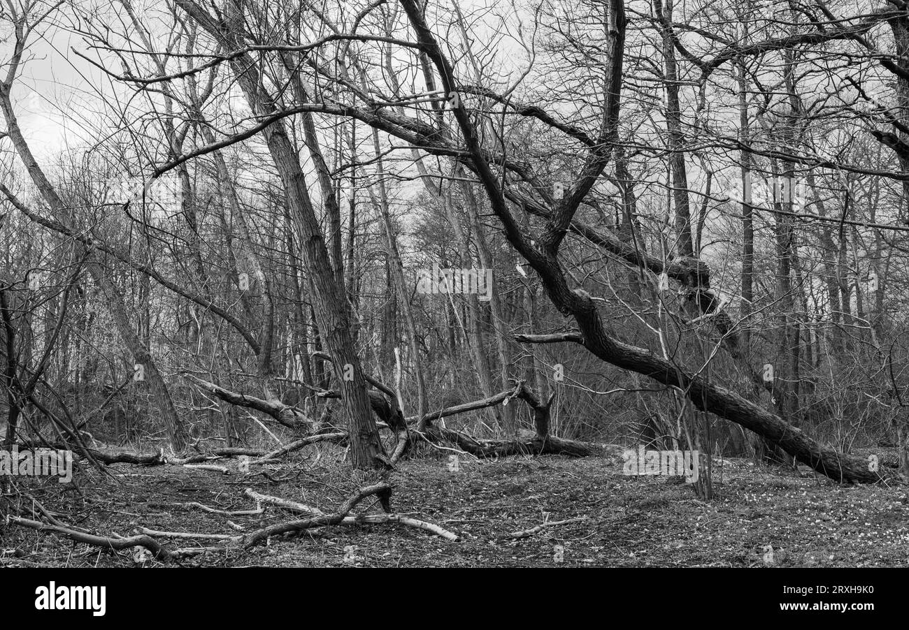 Forest vector Black and White Stock Photos & Images - Alamy