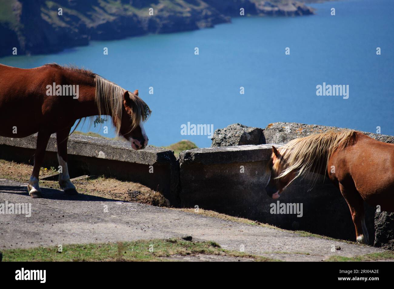 Gower peninsula wales ponies hi-res stock photography and images - Alamy
