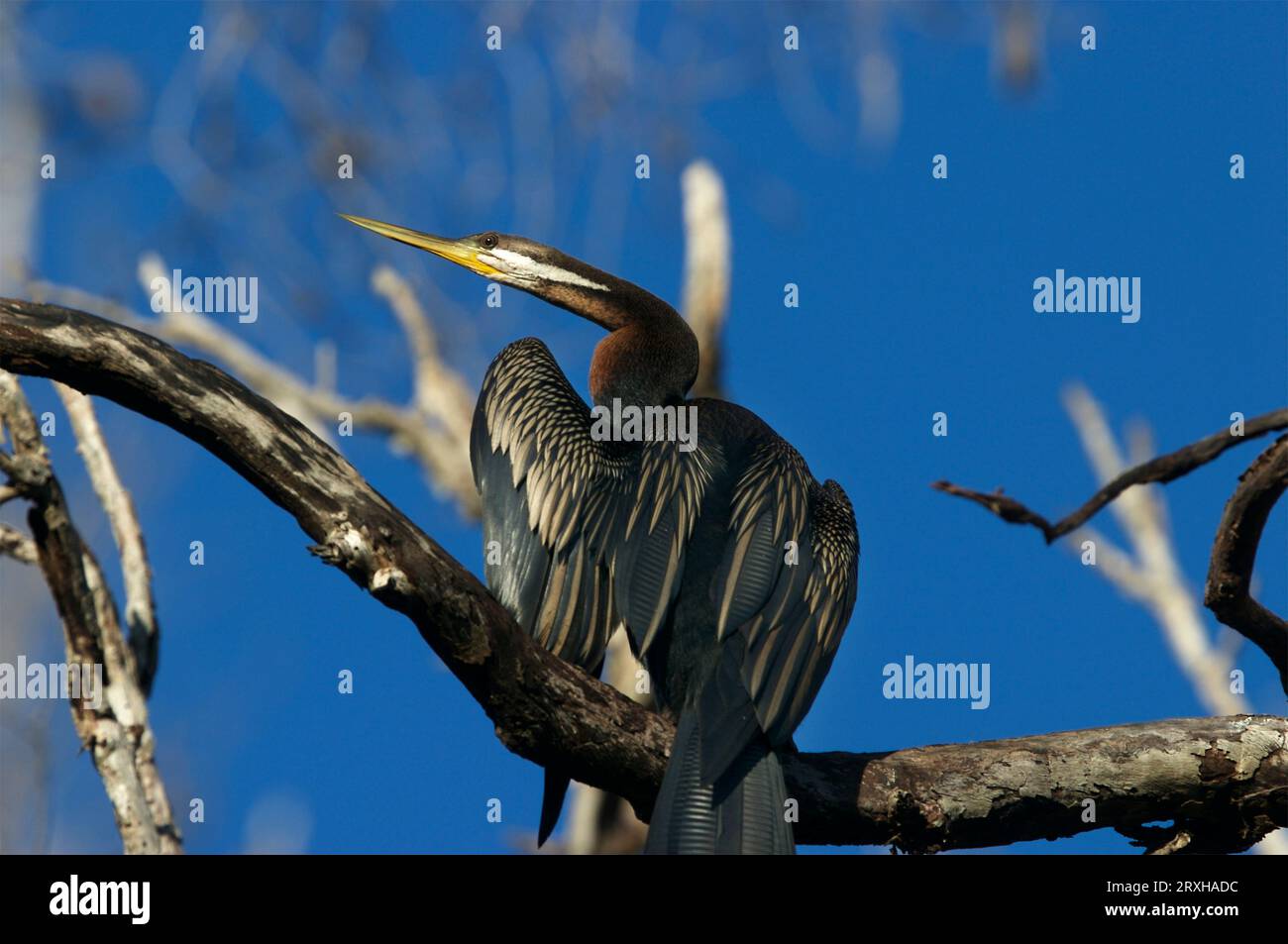 Portrait of a Anhinga (Anhinga anhinga) in Kakadu National Park ...