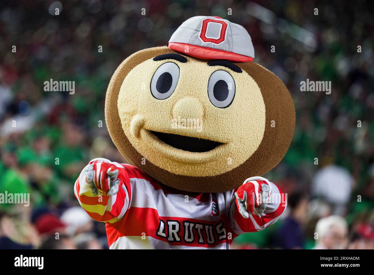 Brutus buckeye hi-res stock photography and images - Alamy