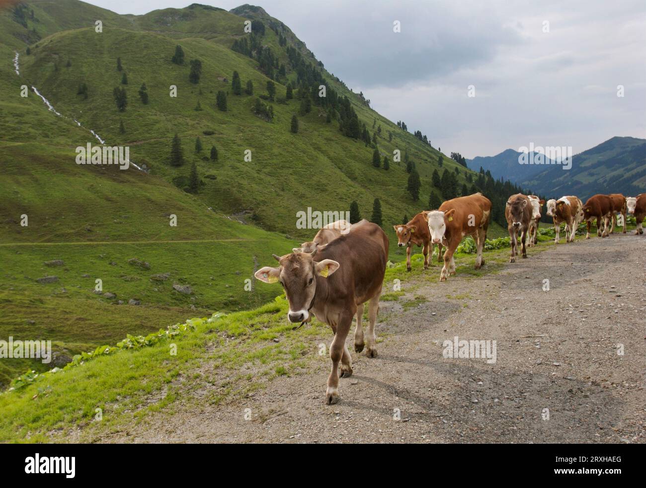 Dairy cows on alm in the Tyrol; Alpbach, Austria Stock Photo - Alamy