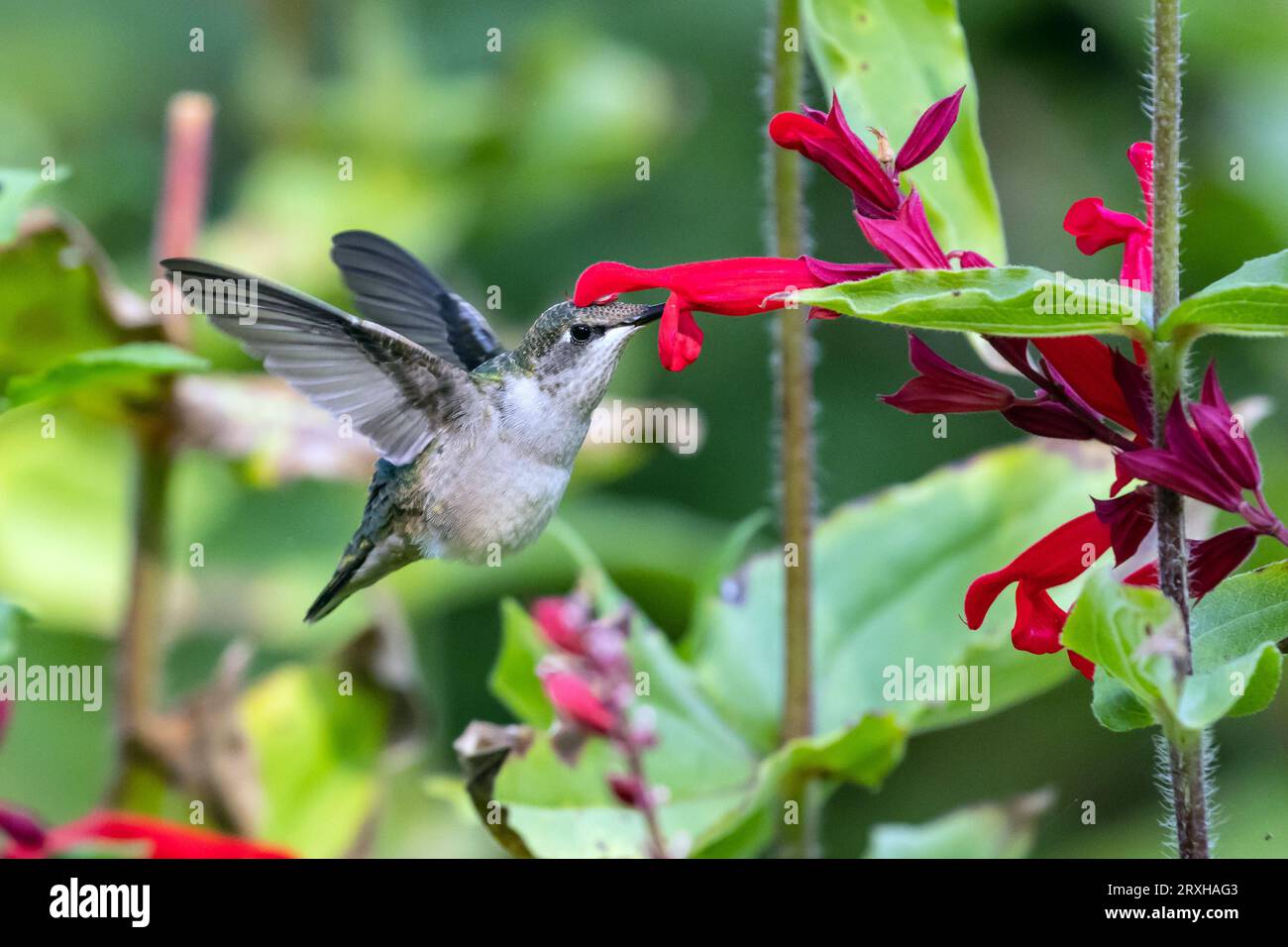 Stores fat in tail hi-res stock photography and images - Alamy